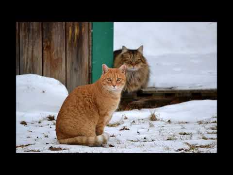 RÜYADA BİR SÜRÜ KEDİ GÖRMEK