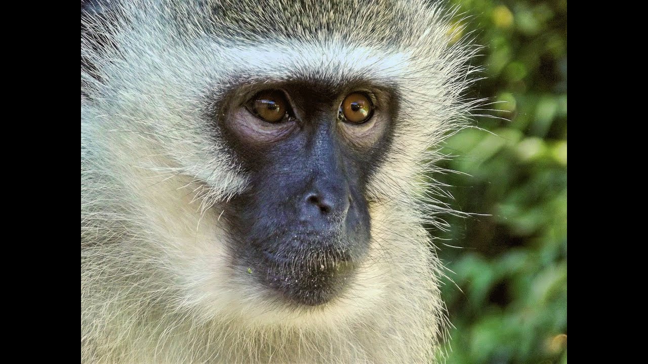 SONIDO DEL MONO MONKEY SOUNDS. - carlosmanfacebookx.blogspot.com ...