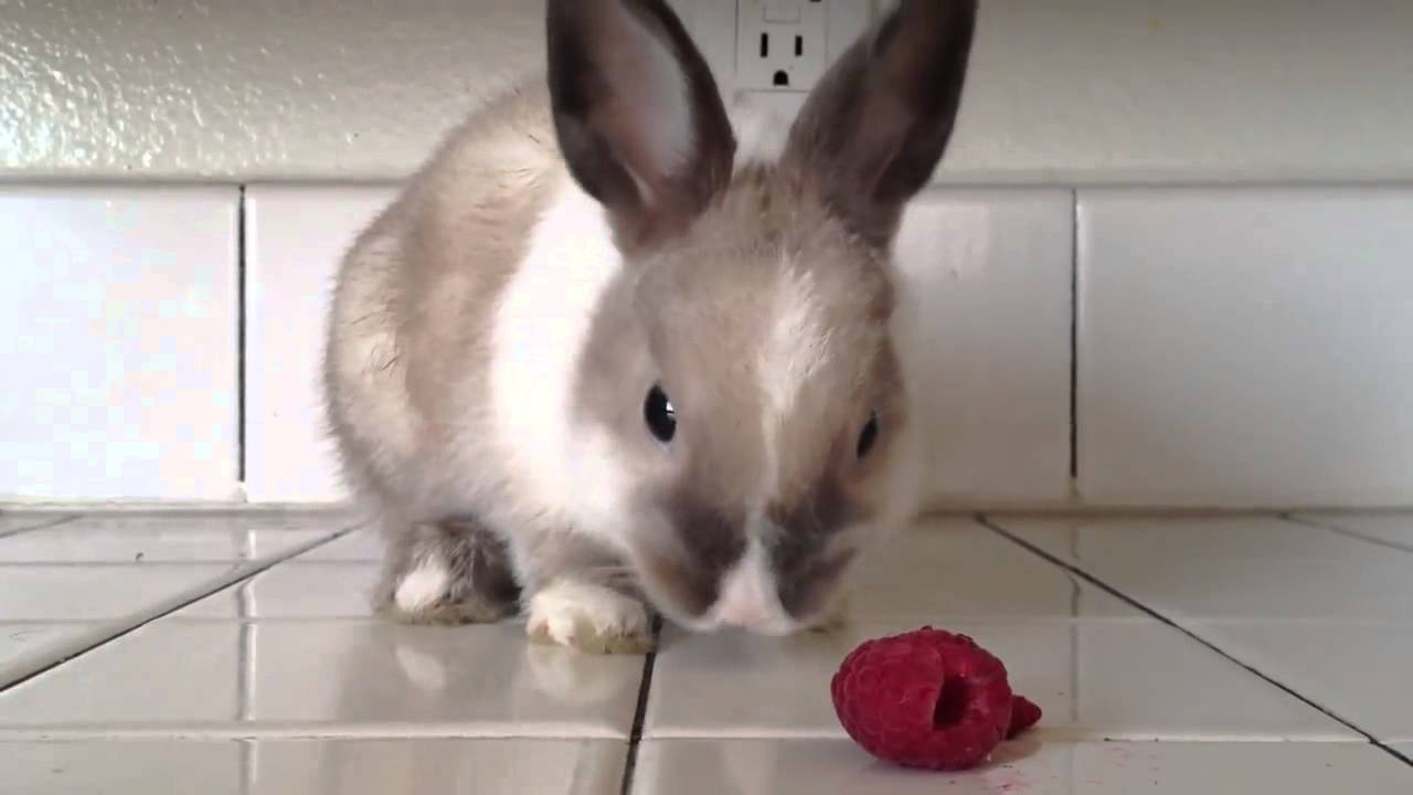 Bunny Eating Raspberries, very cute! - YouTube