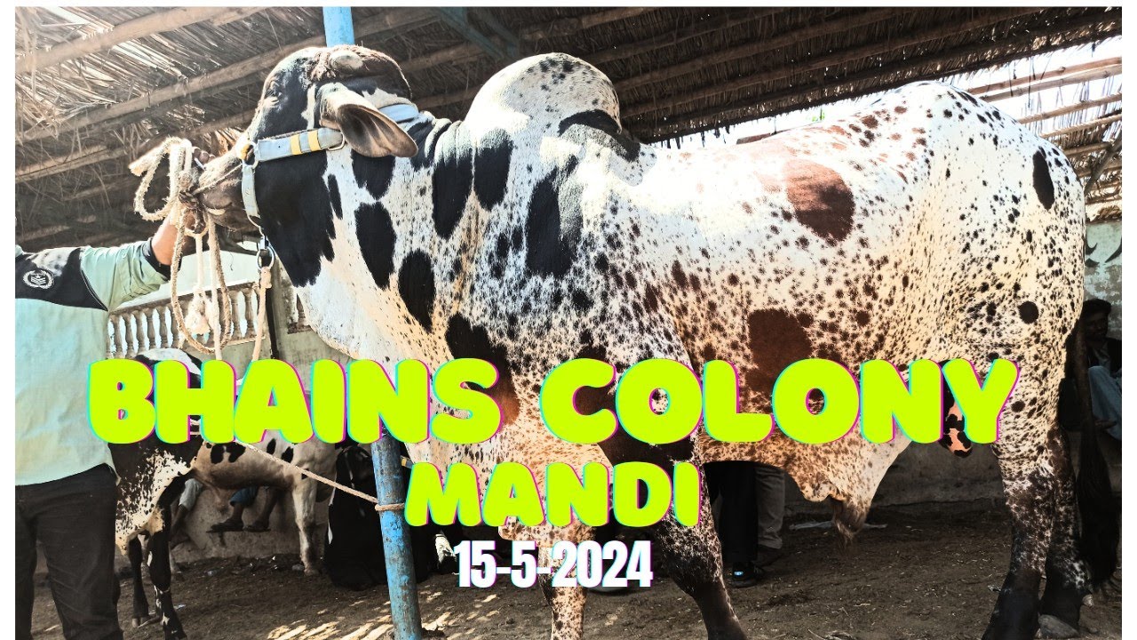 1 lakh ma Bahtereen janwar/ Bhains colony mandi 15-05-2024 / Khoobsurat ...