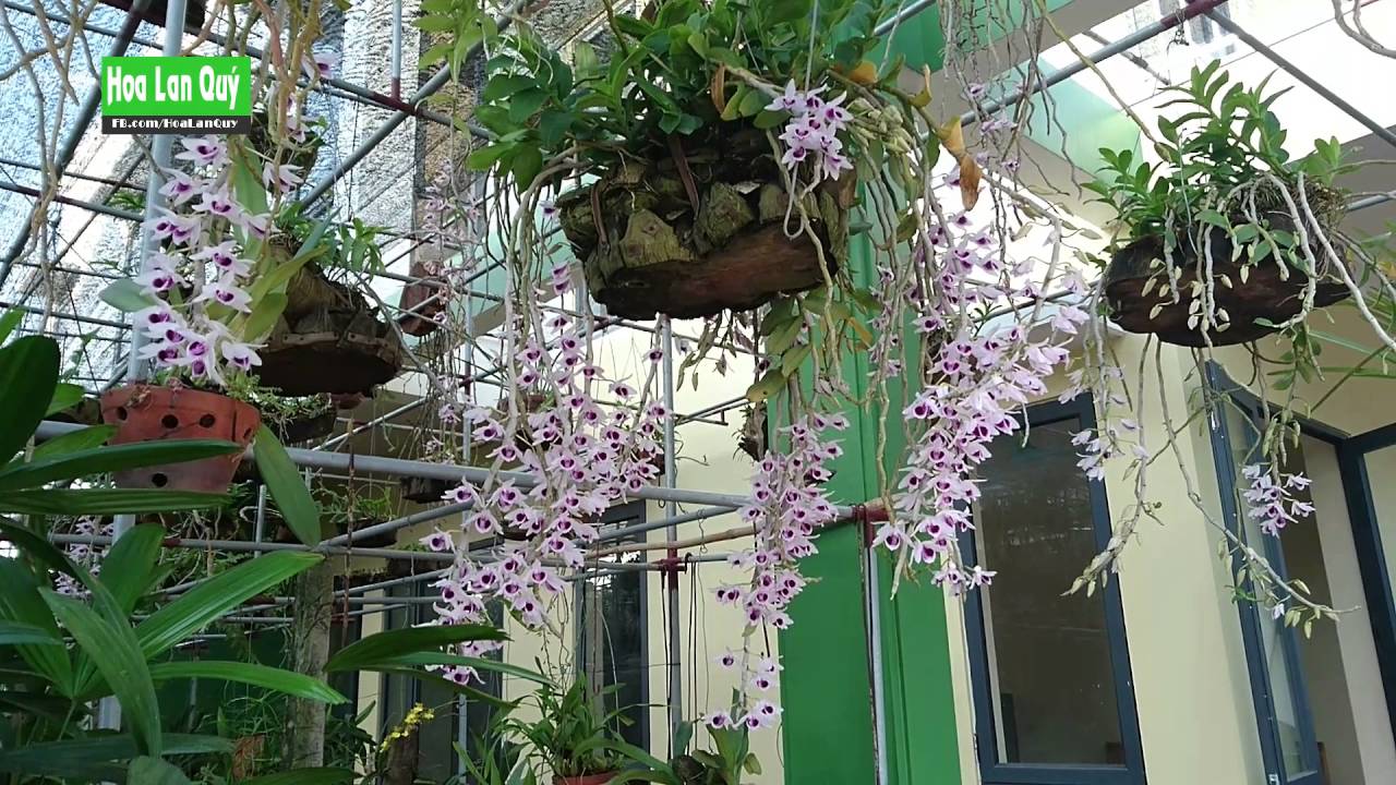 Hoa phong lan, vườn hoa lan phi điệp mùa hoa nở - YouTube
