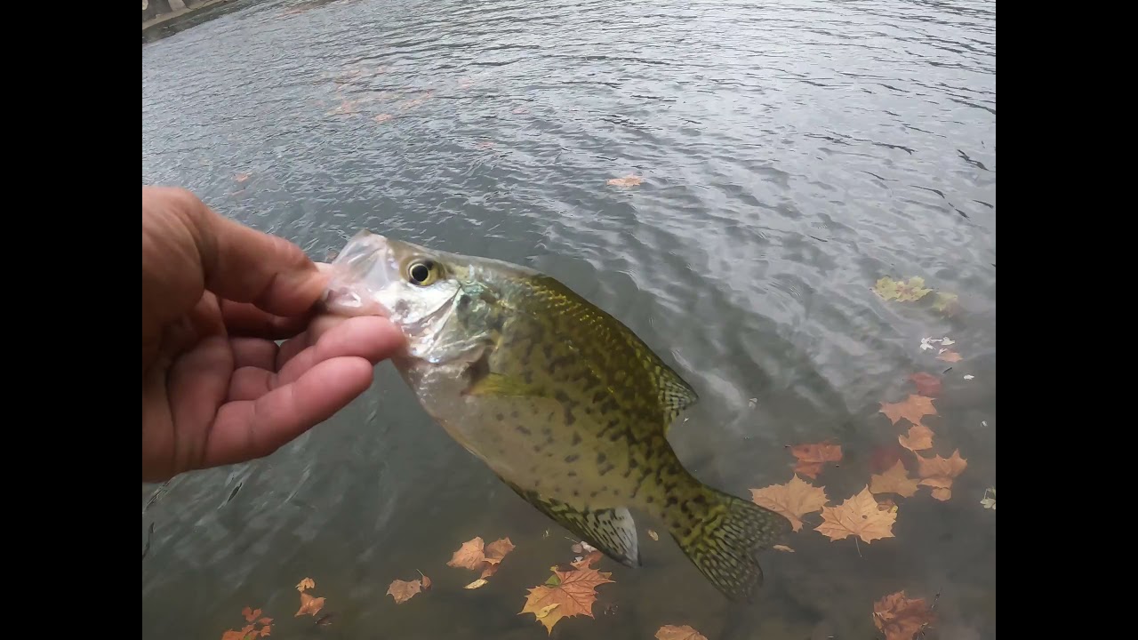 Ohio Fishing. Great Miami River. Crappies. Booyah!!! - YouTube