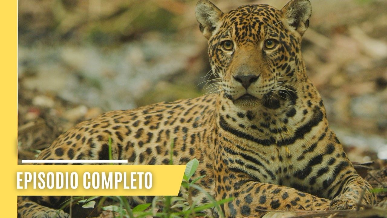 Animales De La Selva Tropical Jaguar Jaguar Cerca De La Cascada
