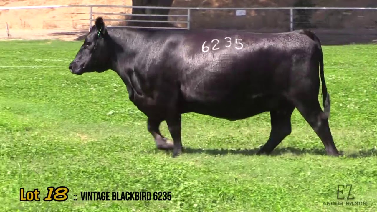 EZ Angus Ranch Lot 18 - YouTube