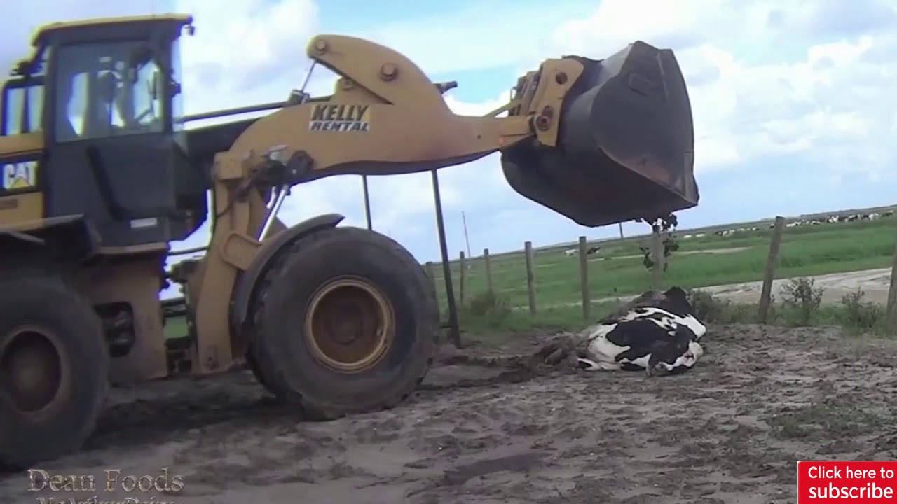 Disturbing undercover video shows widespread abuse on Florida dairy ...