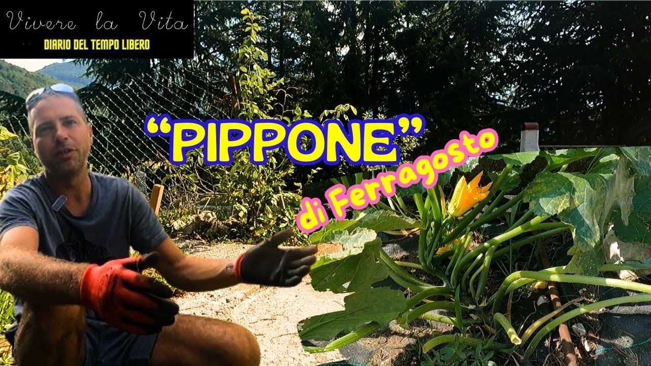 Pippone di ferragosto - YouTube
