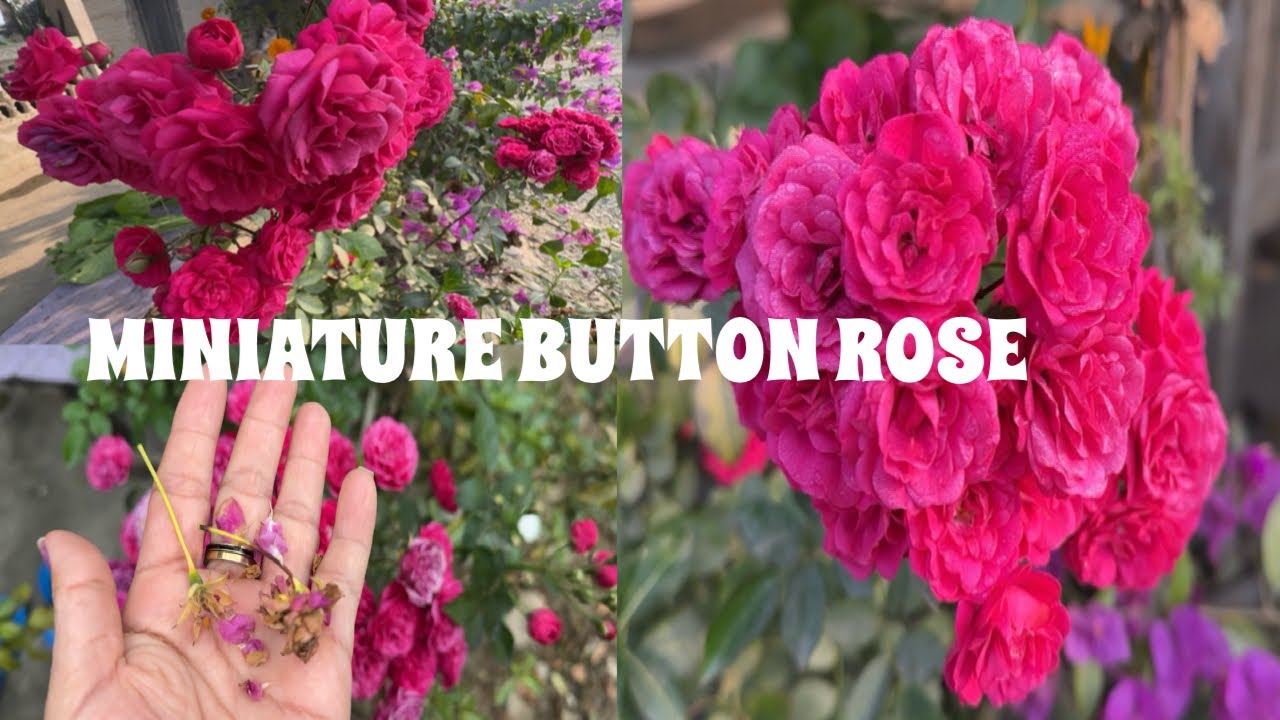 Miniature Button Rose Care ||Best Fertilizer For Miniature Roses#button ...