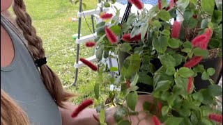 Chenille Plants