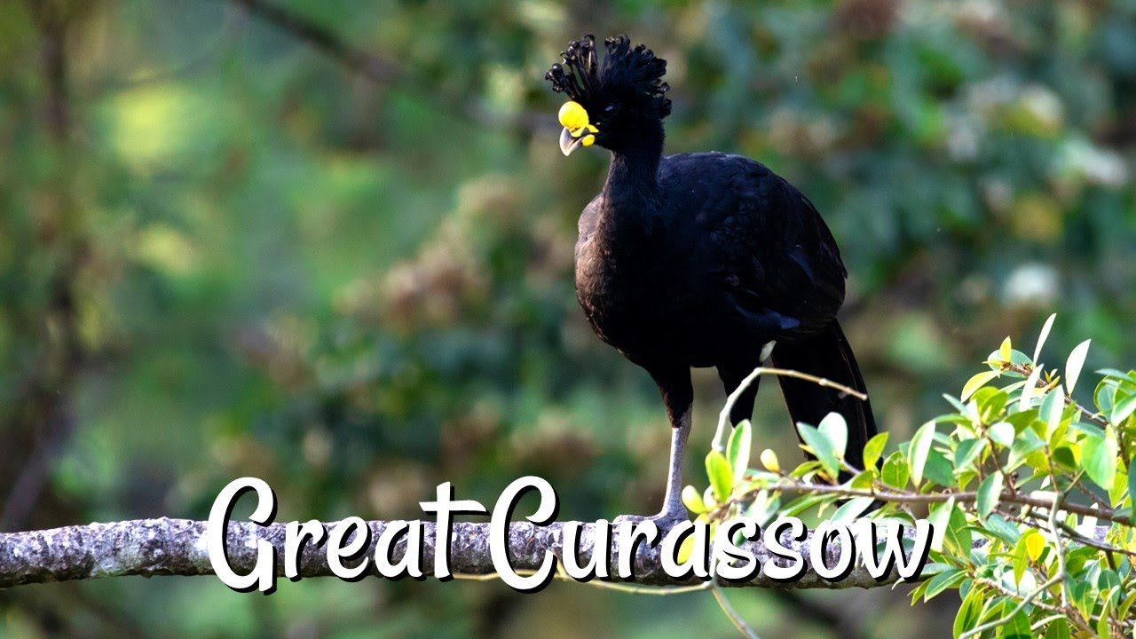 Great Curassow l Facts, Classification, and Habitat l Bird - YouTube