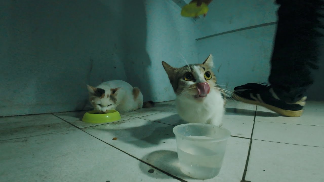 Happy stray cats feeding 140 - YouTube