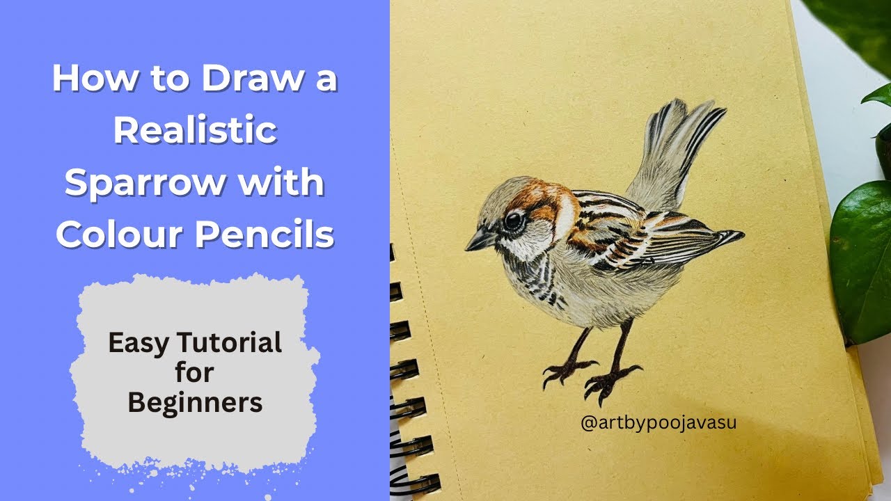 How to Draw a Realistic Sparrow with Colour Pencils | Easy Tutorial for ...
