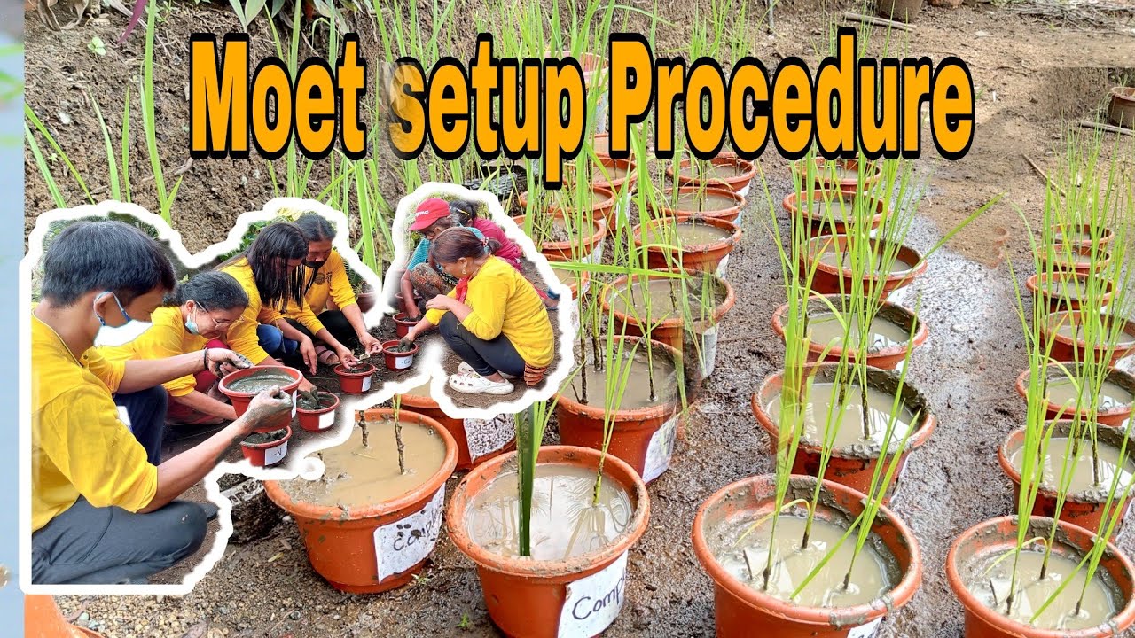 Minus One Element Technique or MOET • PhilRice - YouTube