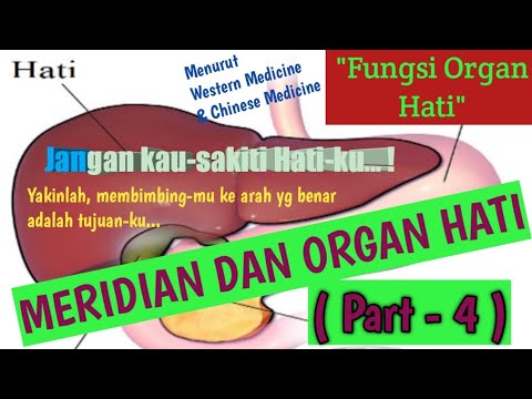 MERIDIAN DAN ORGAN HATI (Part-4). "Fungsi Organ Hati" - YouTube