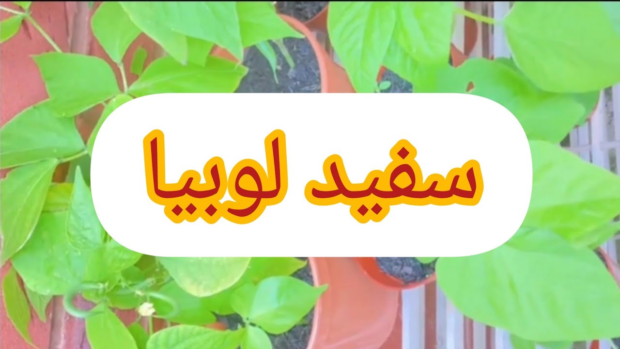 Safeed Lobia plants || Natural Beauty and vlogs - YouTube