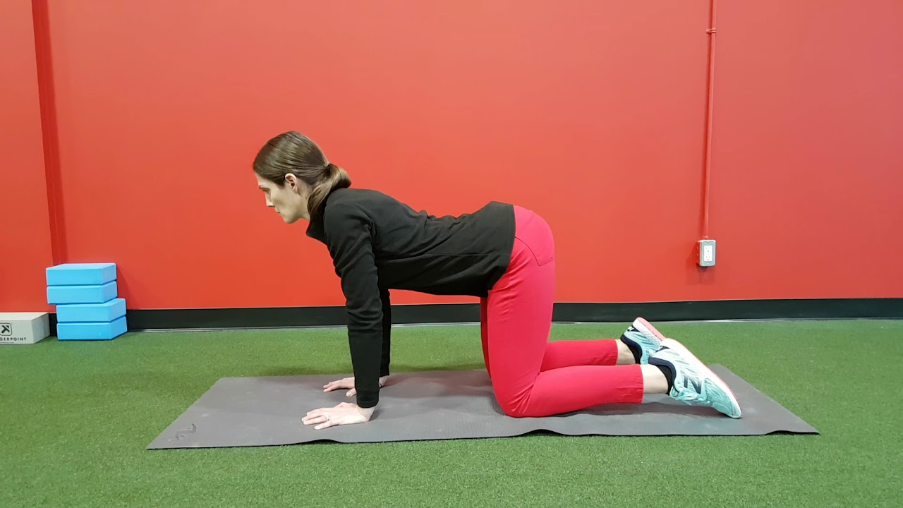 Quadruped Spinal Segmentation - YouTube