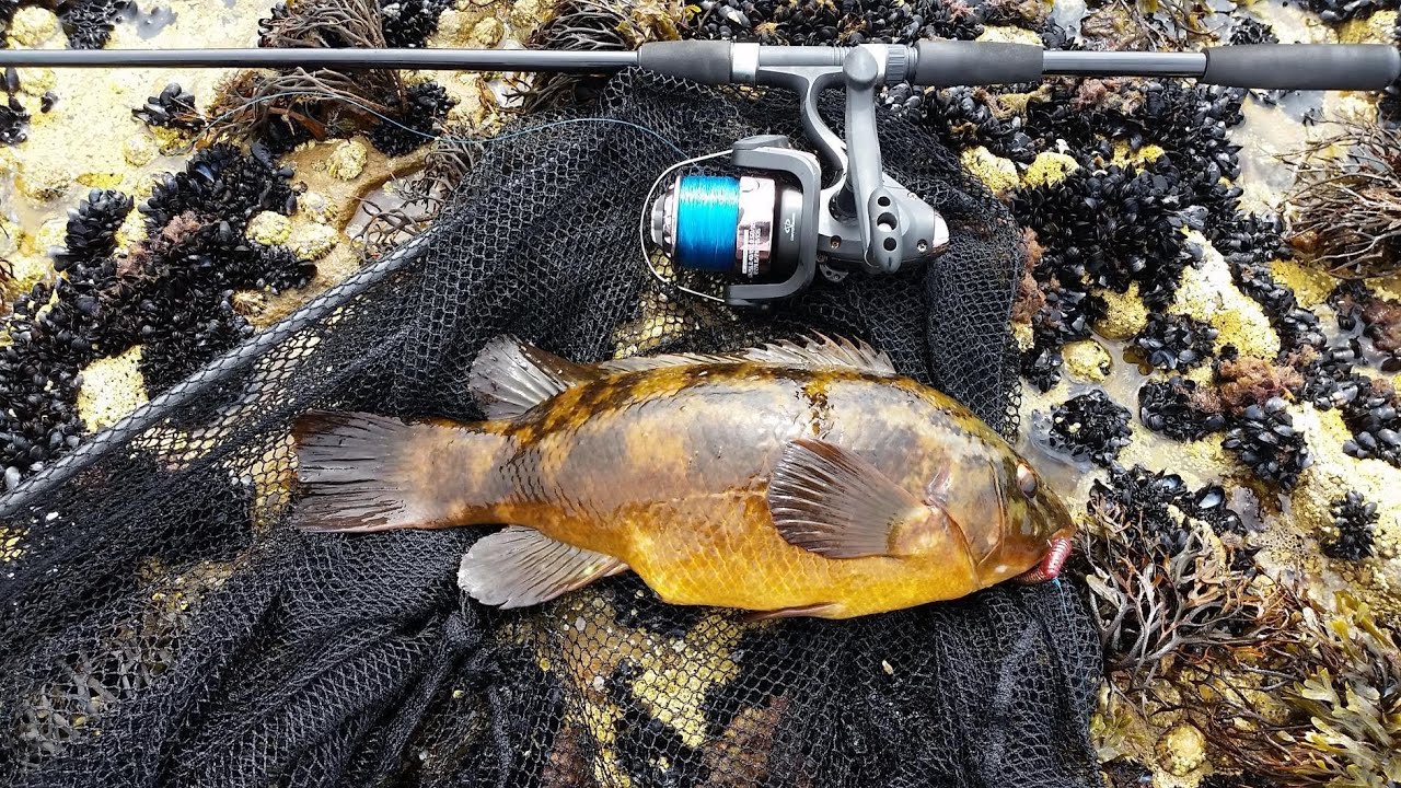 SeaKnight Blade Monofilament Fishing Line Review - Tested! Ft ...