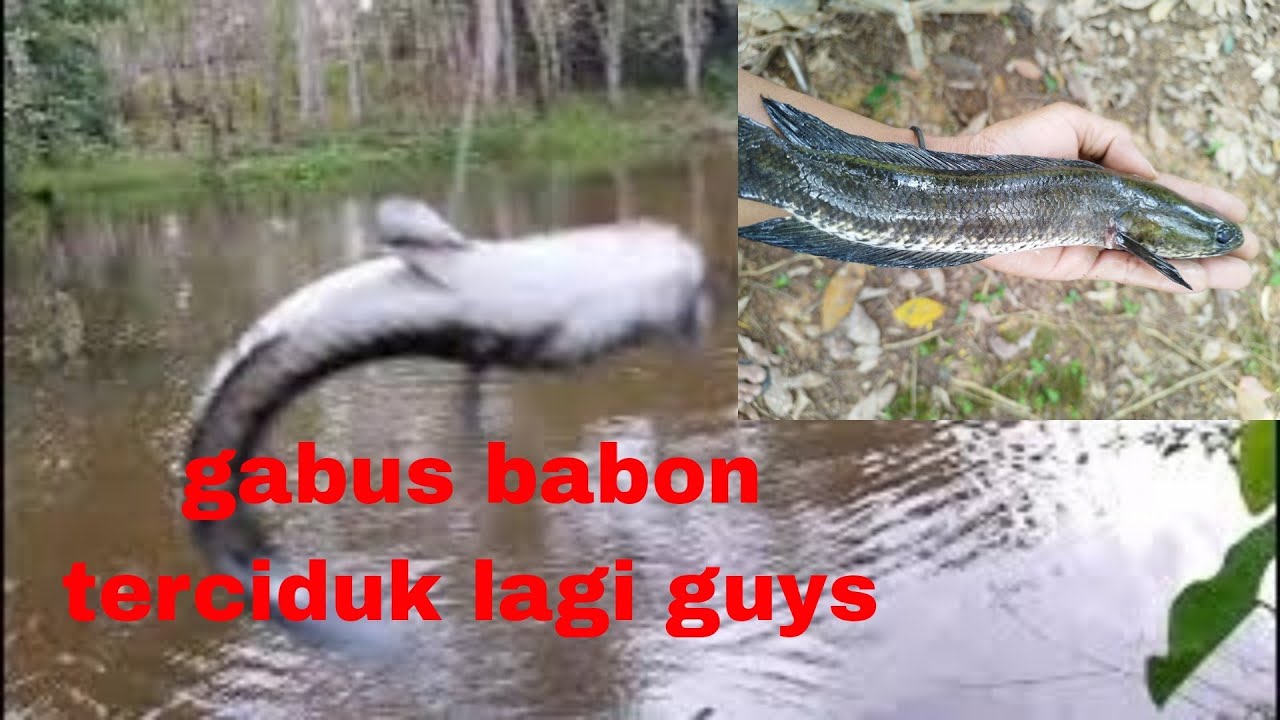 mancing gabus - YouTube
