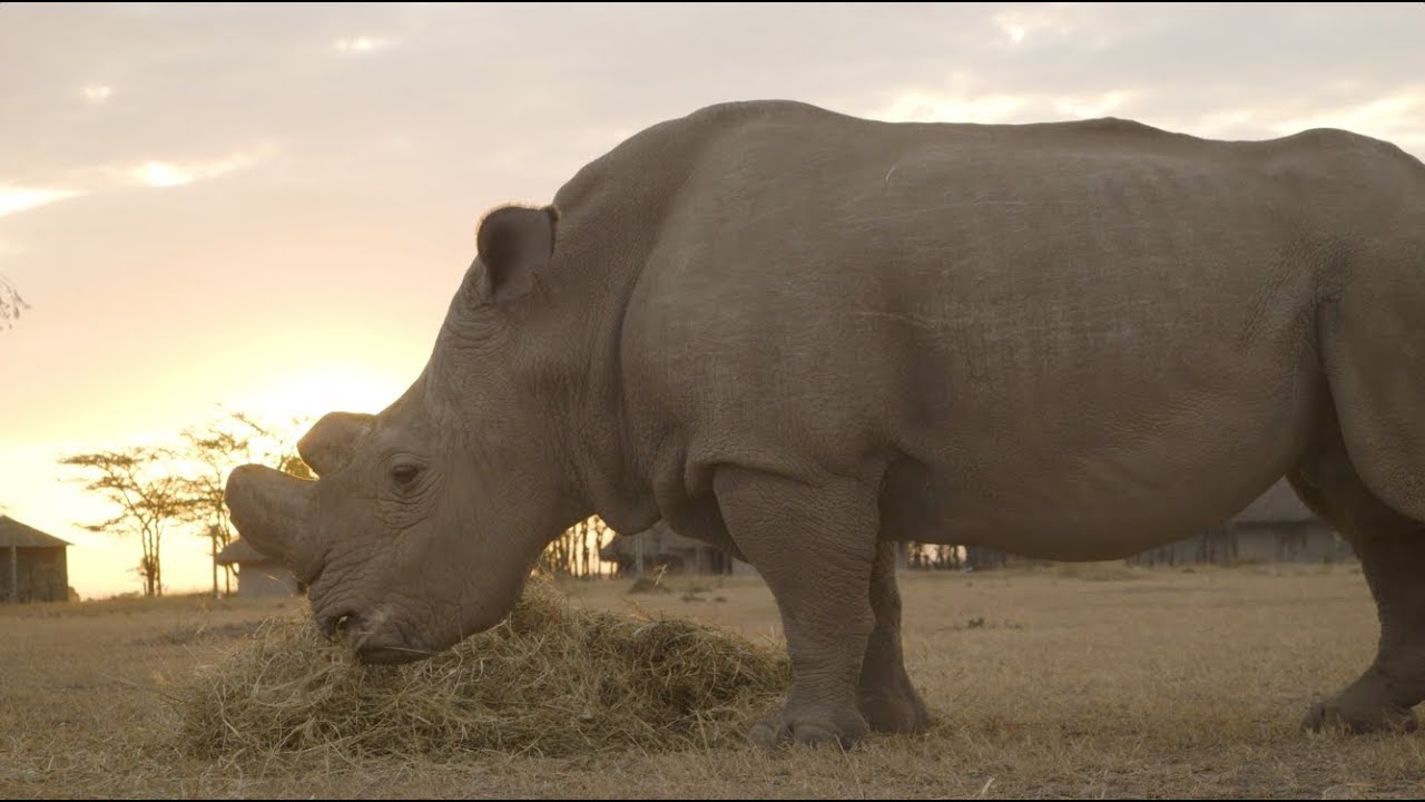 The Last Male Northern White Rhino on Earth - YouTube