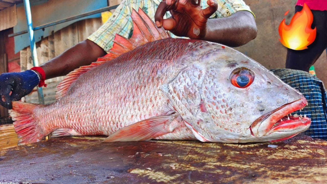 NORTHERN RED SNAPPER FISH CUTTING💥| KASIMEDU SELVAM FISH CUTTING | FISH ...