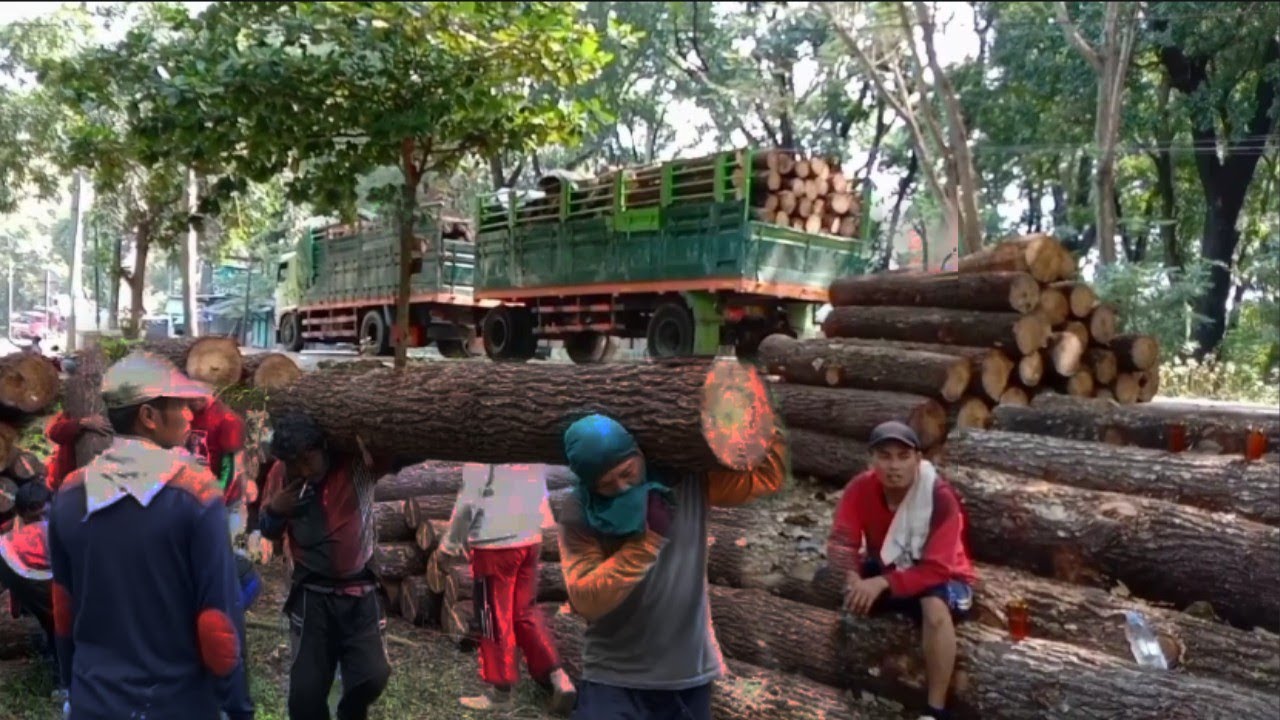 rekor buruh muat kayu sedino 2 trek gandeng - YouTube