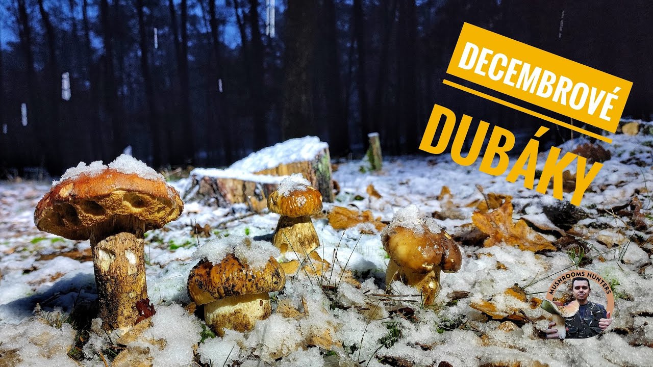 Huby Hriby Houby 1.12.23 | Decembrové zasnežené dubáky | hubárčenie v ...