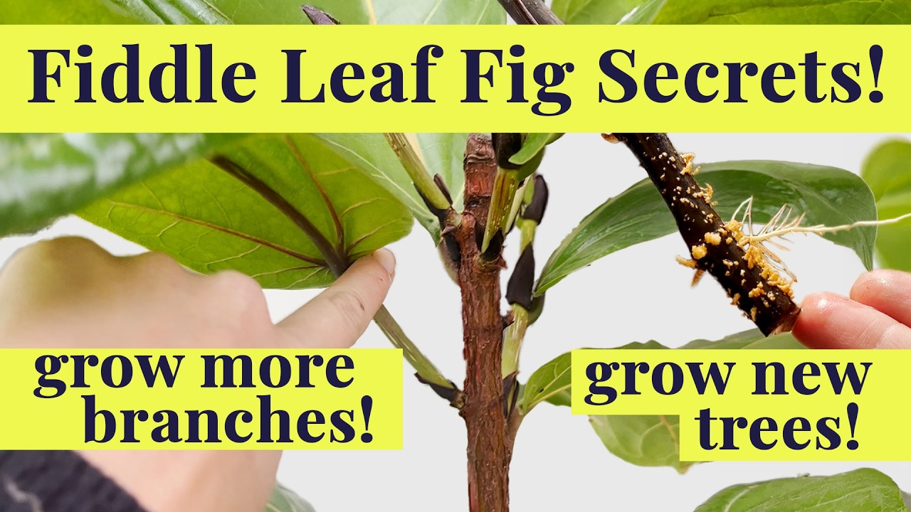 Fiddle Leaf Fig | How to get new branches and new plants! - YouTube
