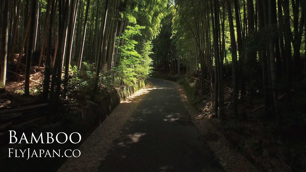 Bamboo - A small bamboo forest as seen with a DJI Inspire 1 in 4K - YouTube