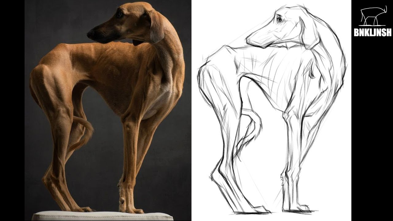 Drawing a Whippet with a pen display and Krita - YouTube