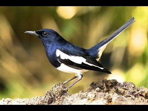 ** Robin ** - YouTube