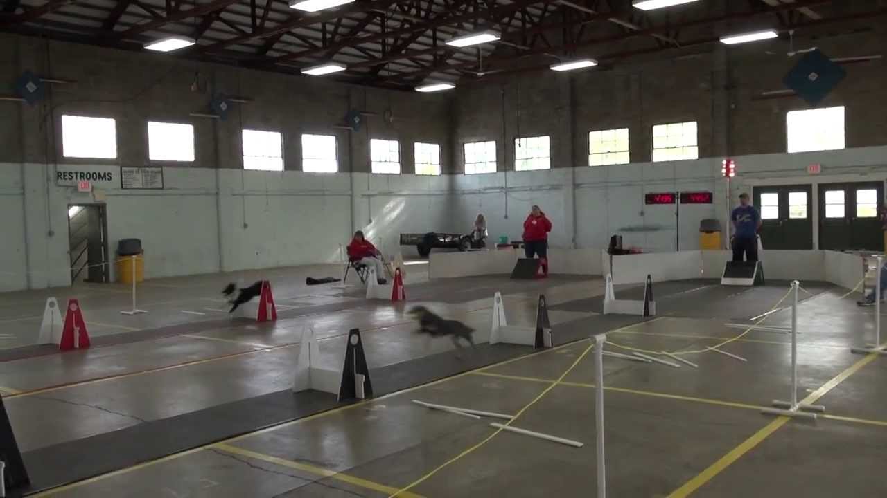 Flyball Dog Sport in HD - YouTube