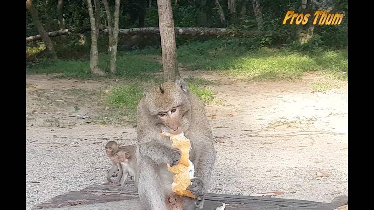 monkey eating bread - Awesome monkey 2018 - YouTube