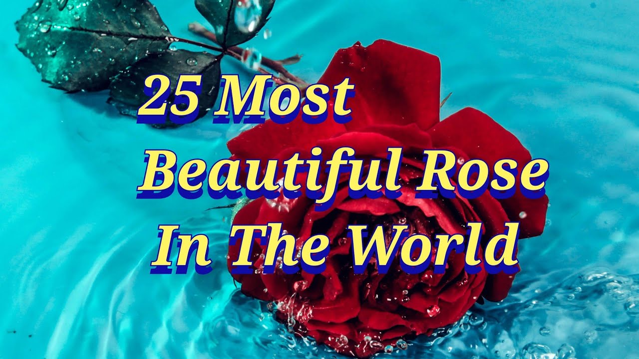 Top 25 Most Beautiful Rose In The World 2021 - YouTube