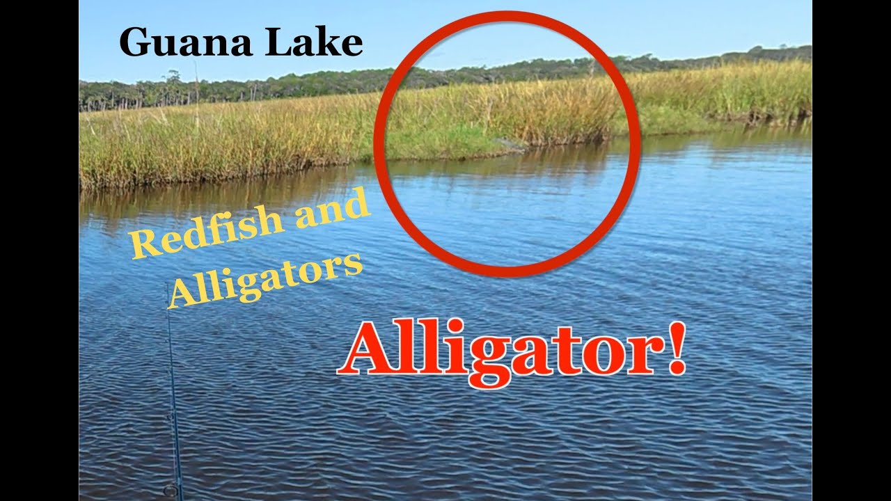 Fishing Guana Lake | Redfish and Alligators - YouTube