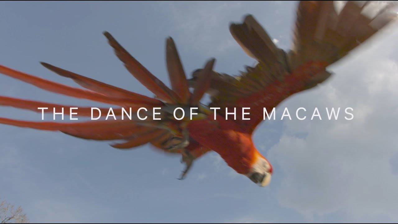 The Dance of the Macaws - YouTube