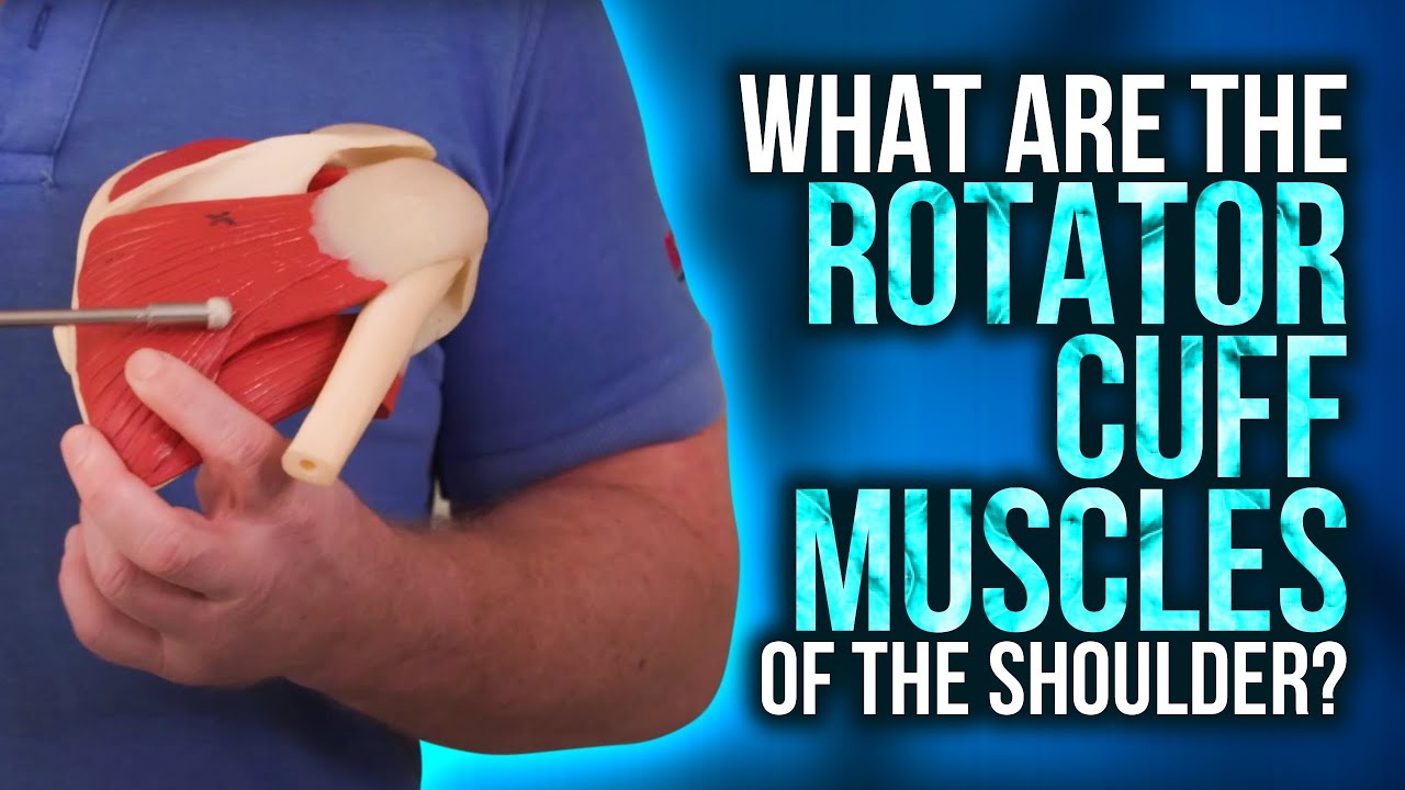 What are the Rotator Cuff Muscles of the Shoulder? - YouTube