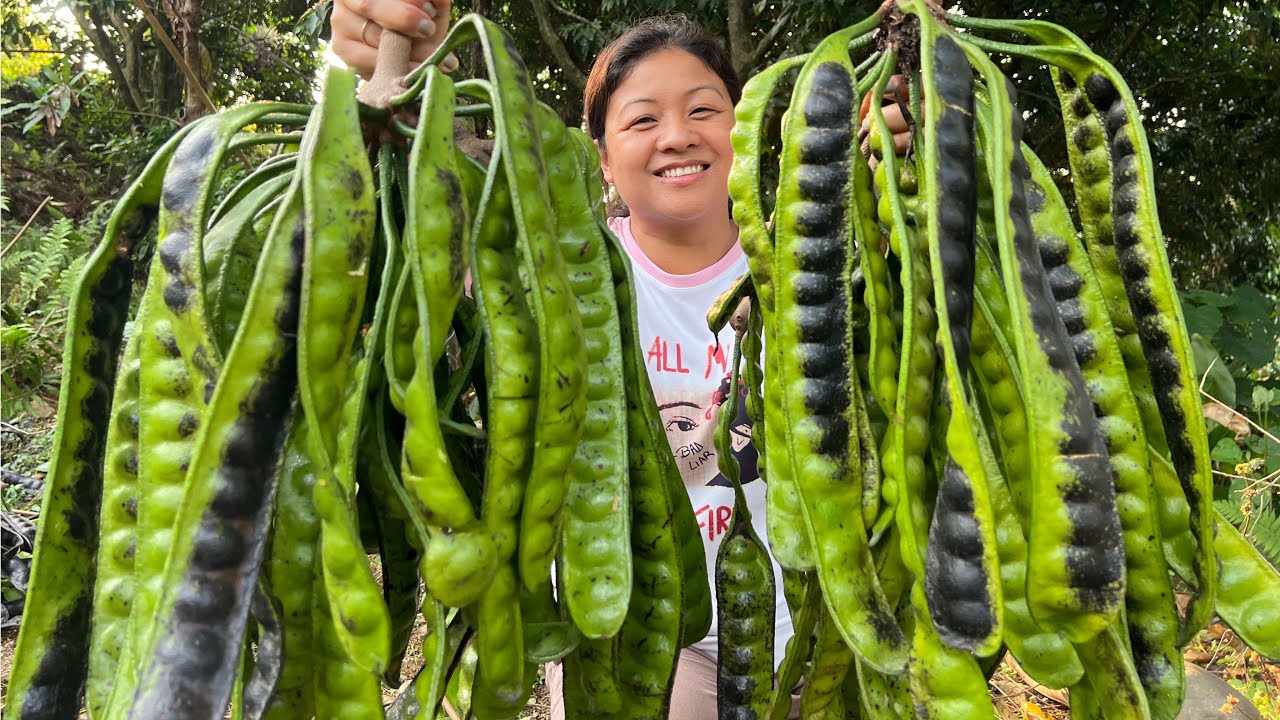 Climbing a tree to get YONGCHAK (bitter bean) - YouTube
