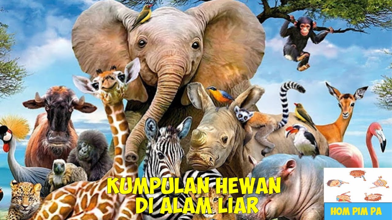 Menyaksikan Keajaiban Alam: Kisah Seru Hewan Di Alam Liar - YouTube