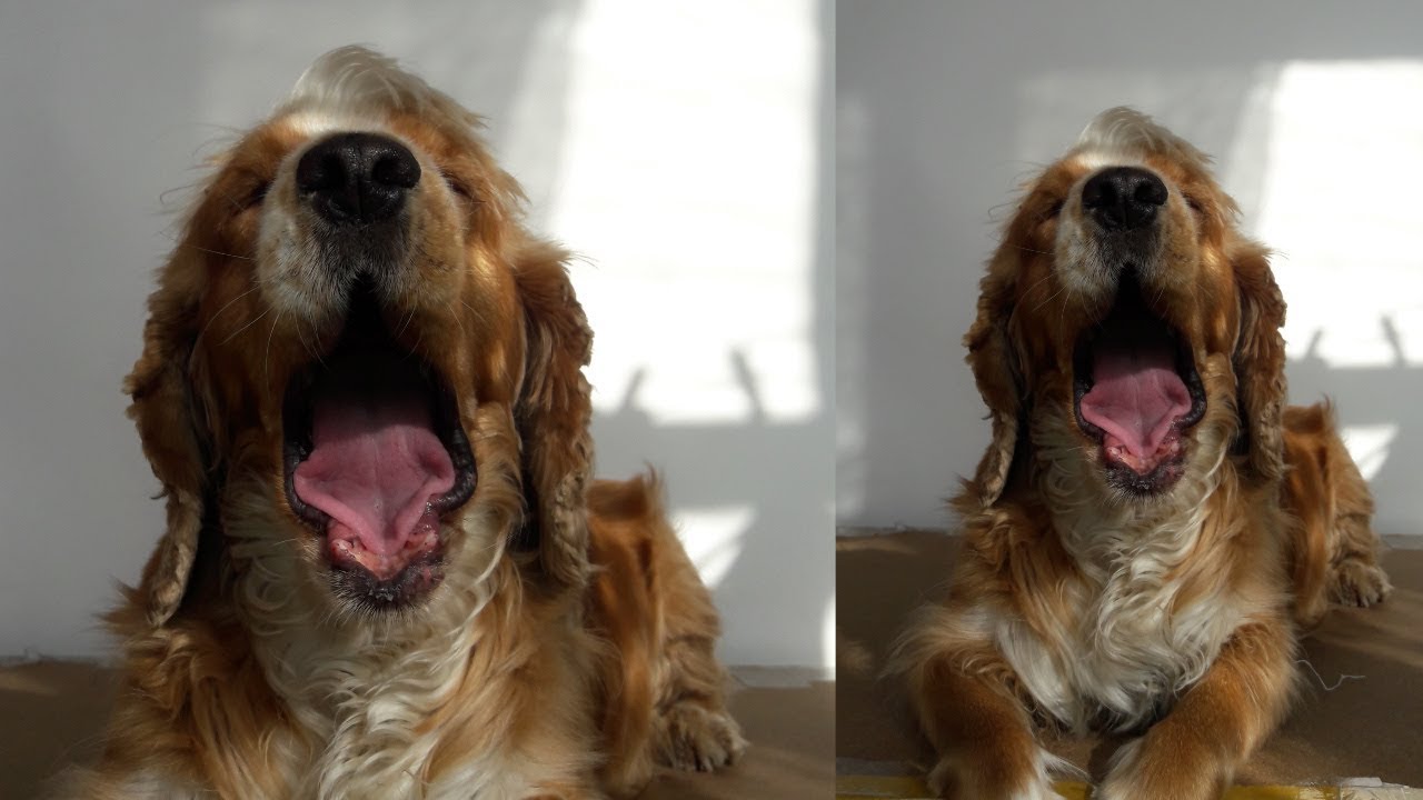 Awesome Dog Singing (Official Video) - YouTube