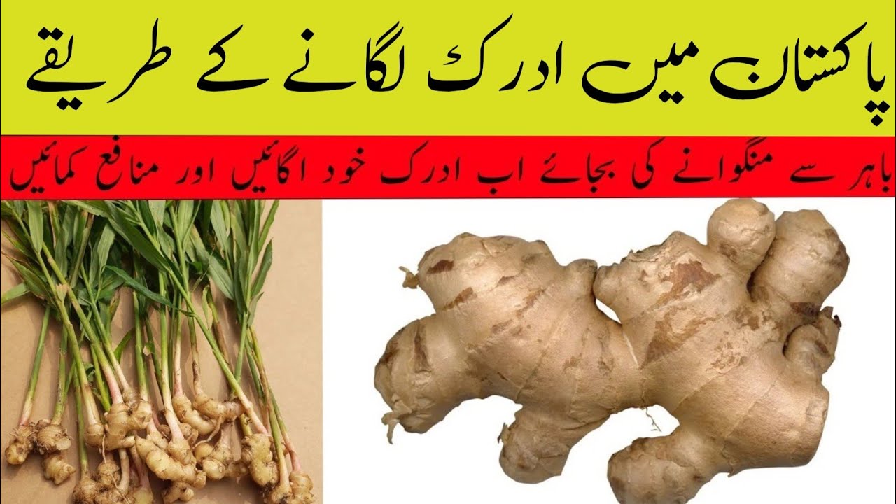 Ghar Mein Adrak Lagane Ka Tarika - YouTube