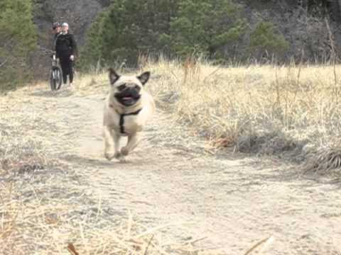 THE FASTEST PUG IN THE WORLD - YouTube