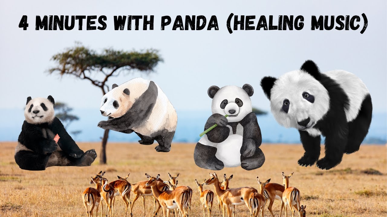 4 Minutes with Cute Panda (Healing Music) #wildlife #animals #panda ...