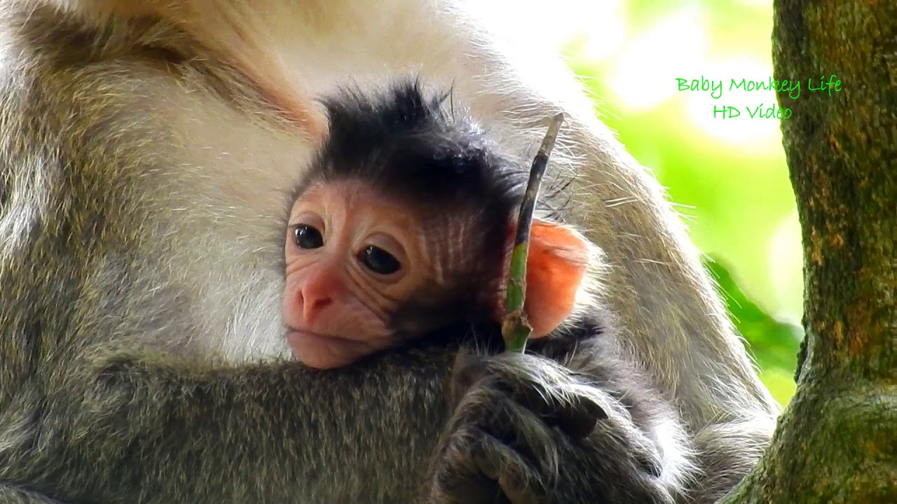 Wow So Cool! Asia newborn baby monkey so adorable baby! Looking at her ...