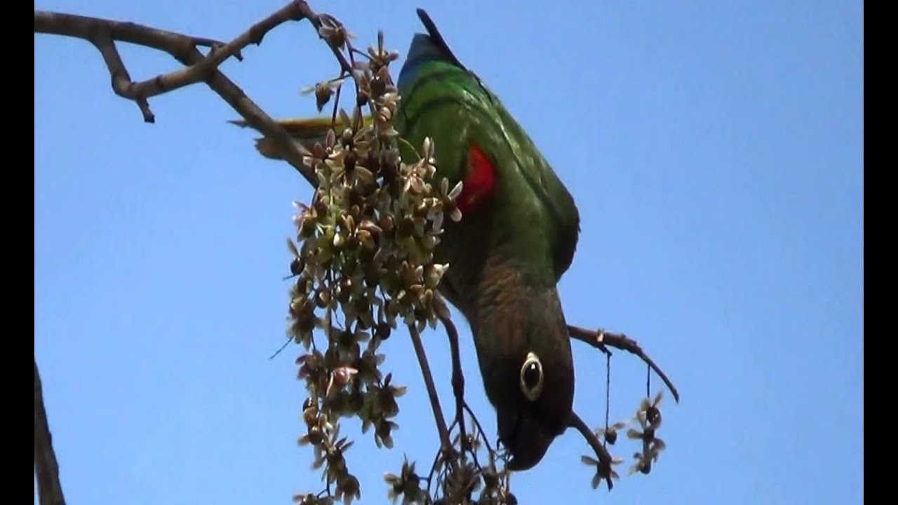 BLAZE-WINGED PARAKEET eating Astronium lecointei Ducke seeds (PYRRHURA ...