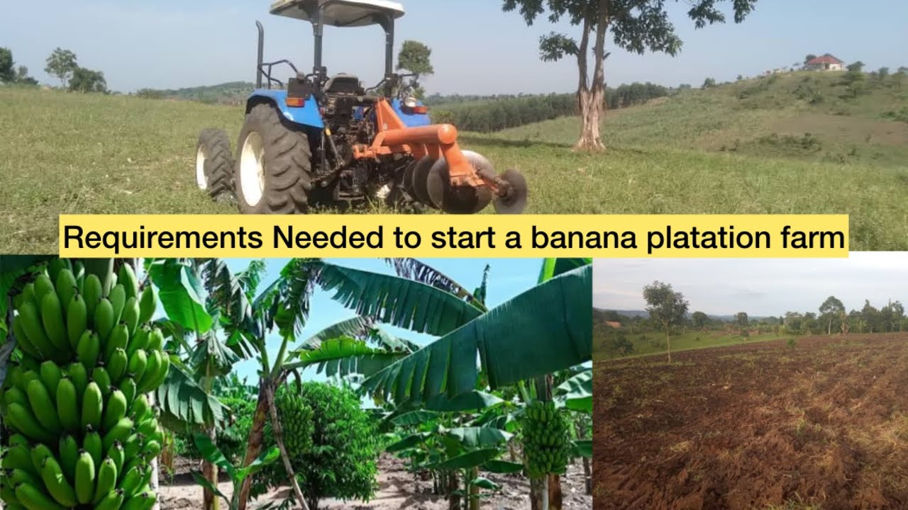 How to start a Successful banana Plantation? Episode Two. - YouTube