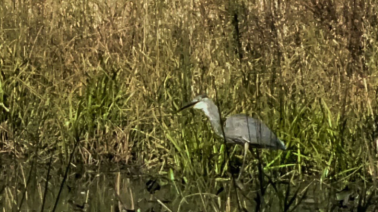 Great Blue Heron Feeding Time 2 - YouTube