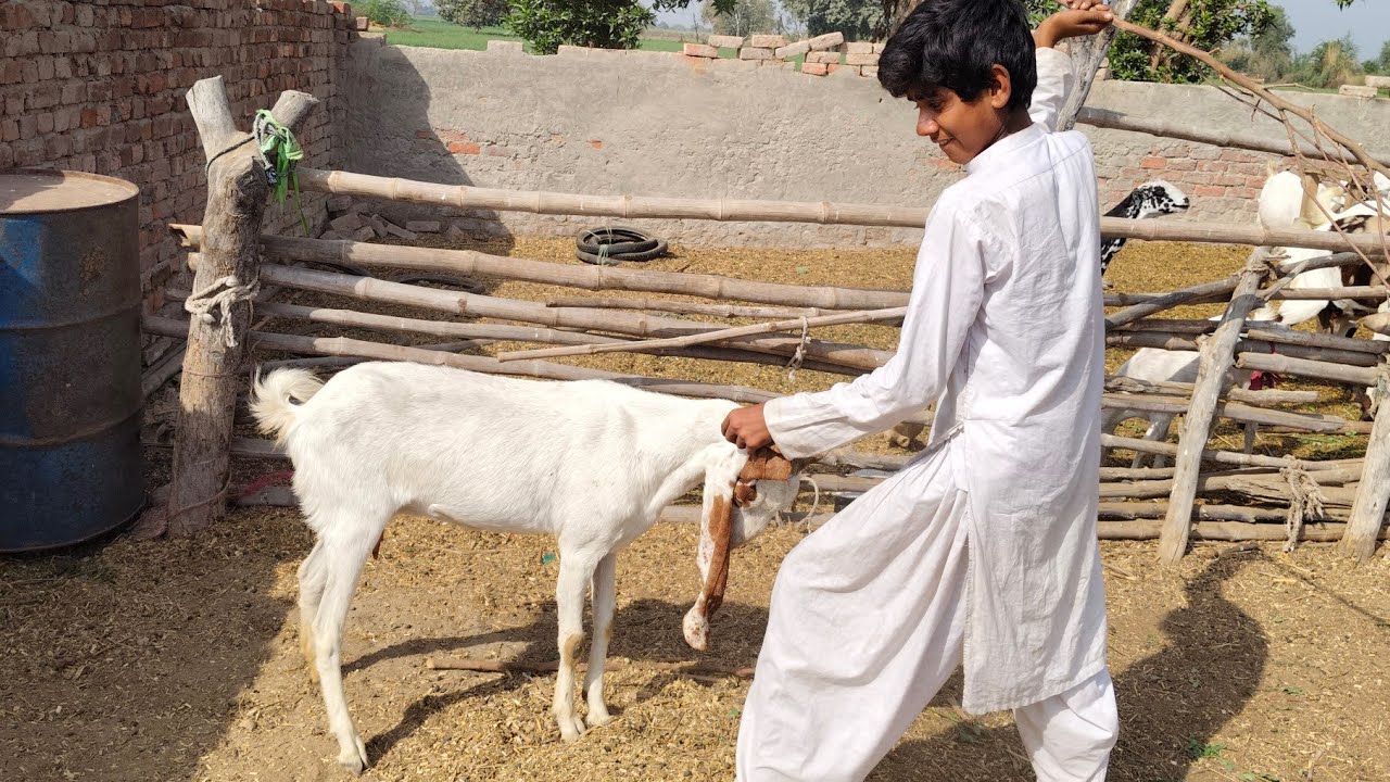 Hamza bakri ko maar Raha tha 🤔🧐|@MGpetsvlog-e9q - YouTube