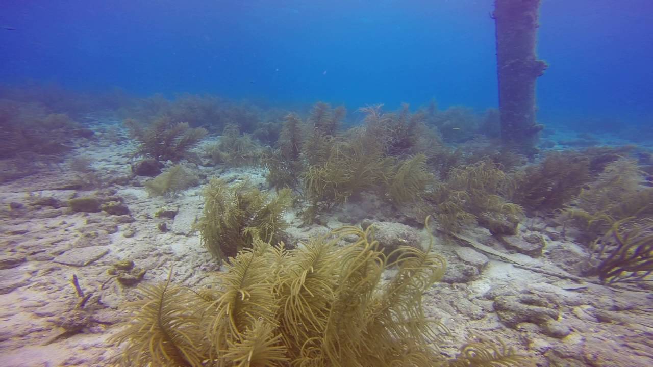 Bonaire Bari Reef - YouTube