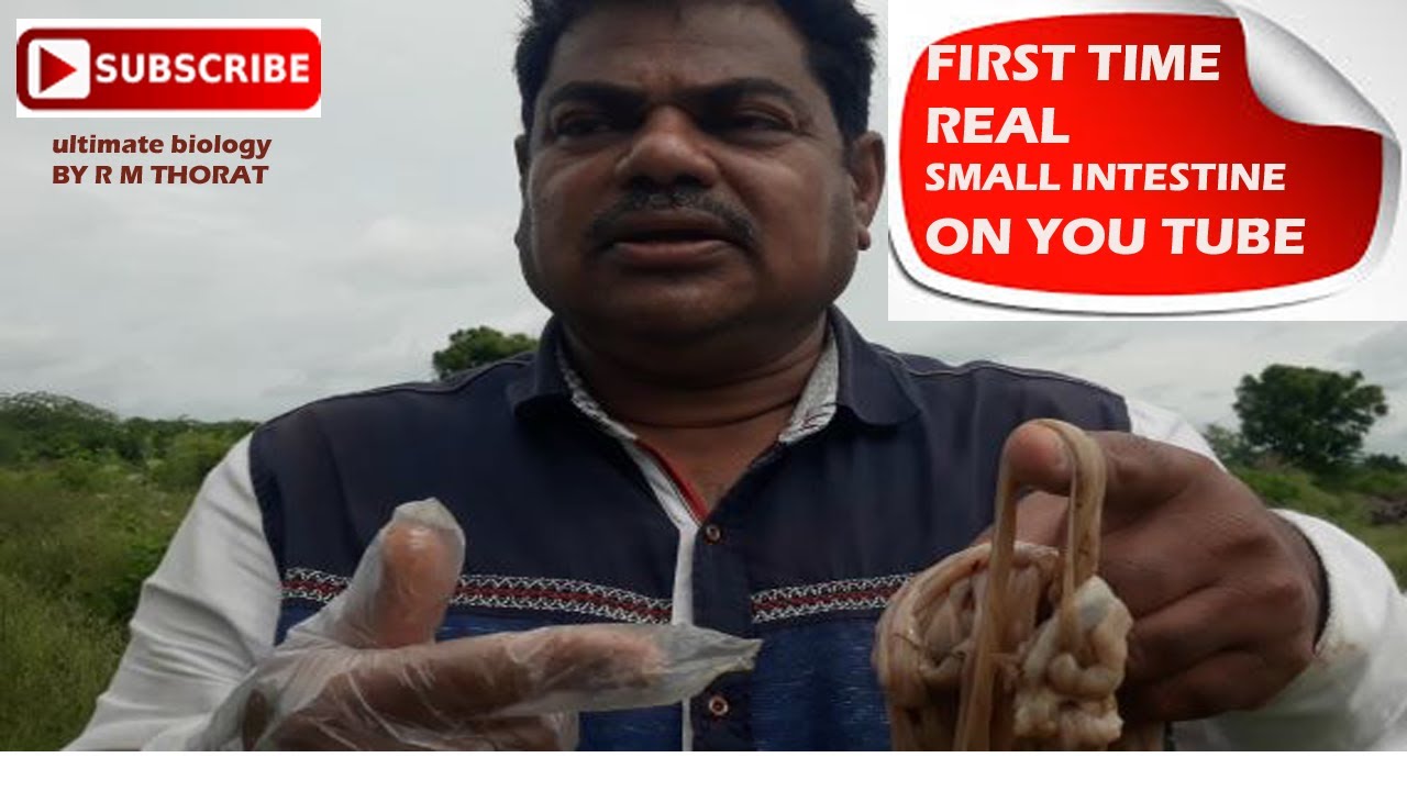 Real Small Intestine