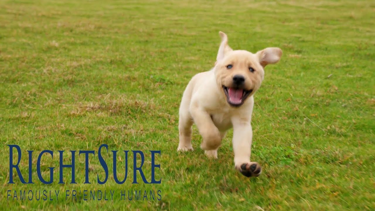 dog_video_V1.mp4 - YouTube