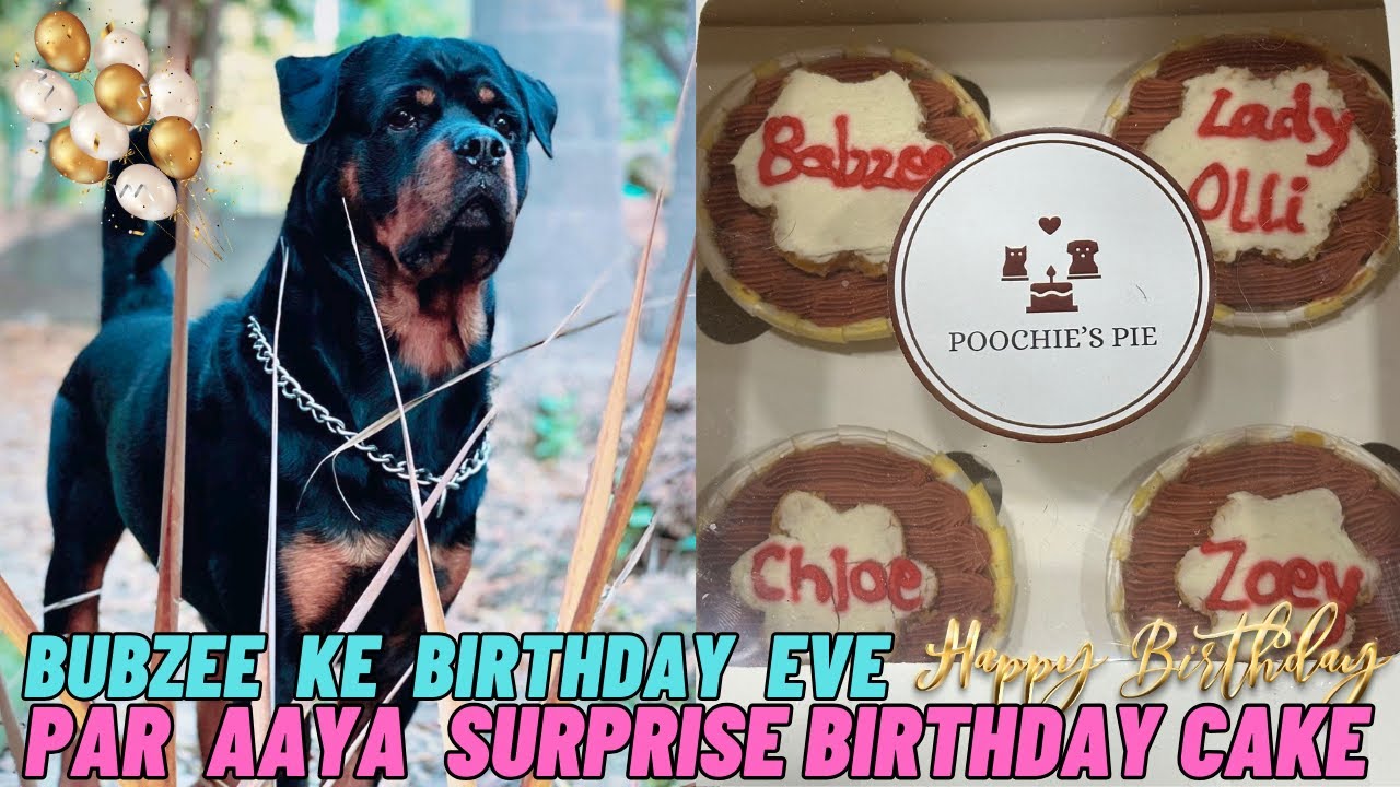 Rottweiler Bubzee Ka Kal 3rd Birthday: Valentines Day Pe Humara Bubzee ...